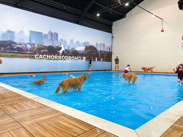 CACHORRÓDROMO – NOVO PARQUE INDOOR PARA CÃES EM SÃO PAULO - Club Jardins